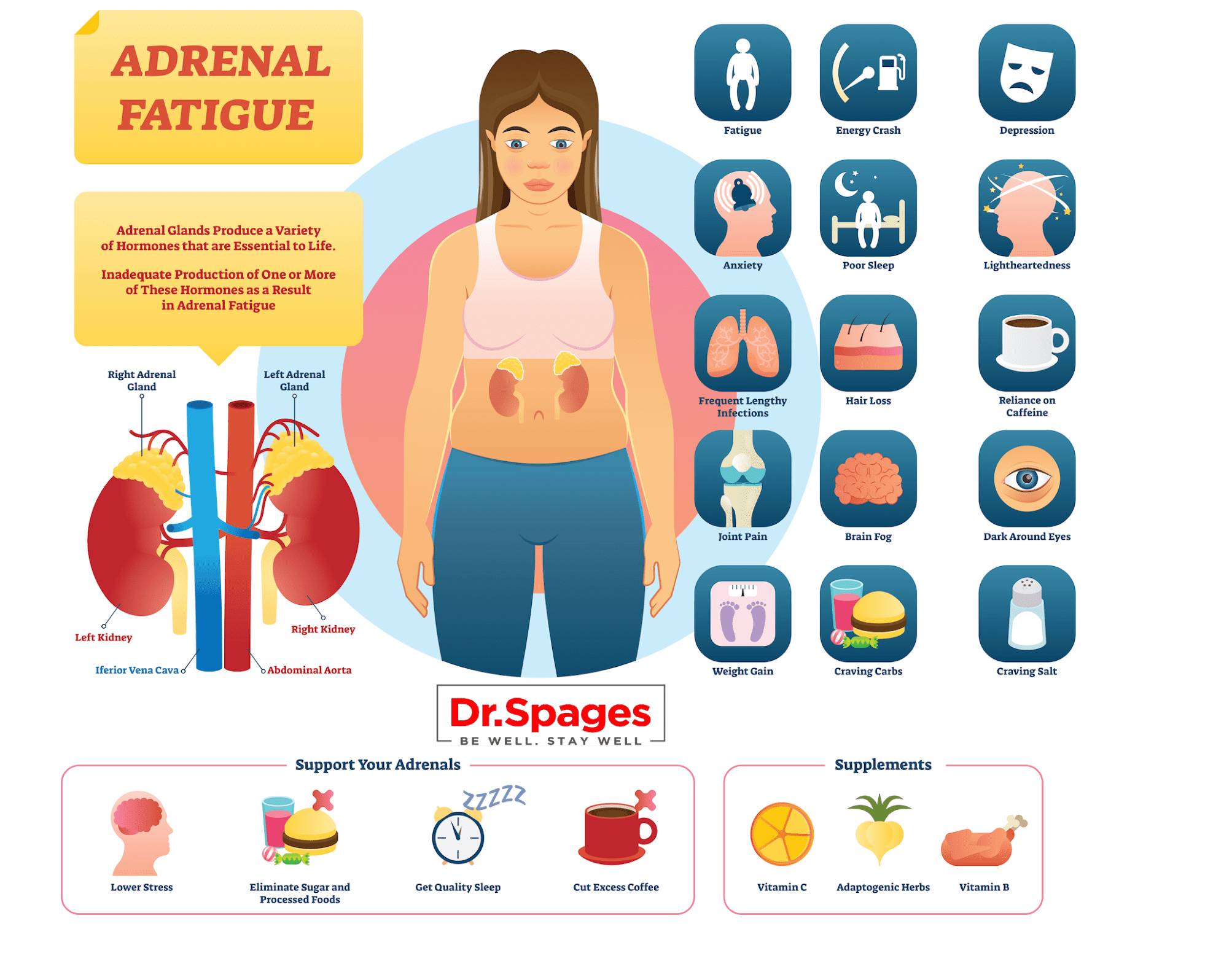 Adrenal Fatigue and How to Prevent It! - Dr Spages
